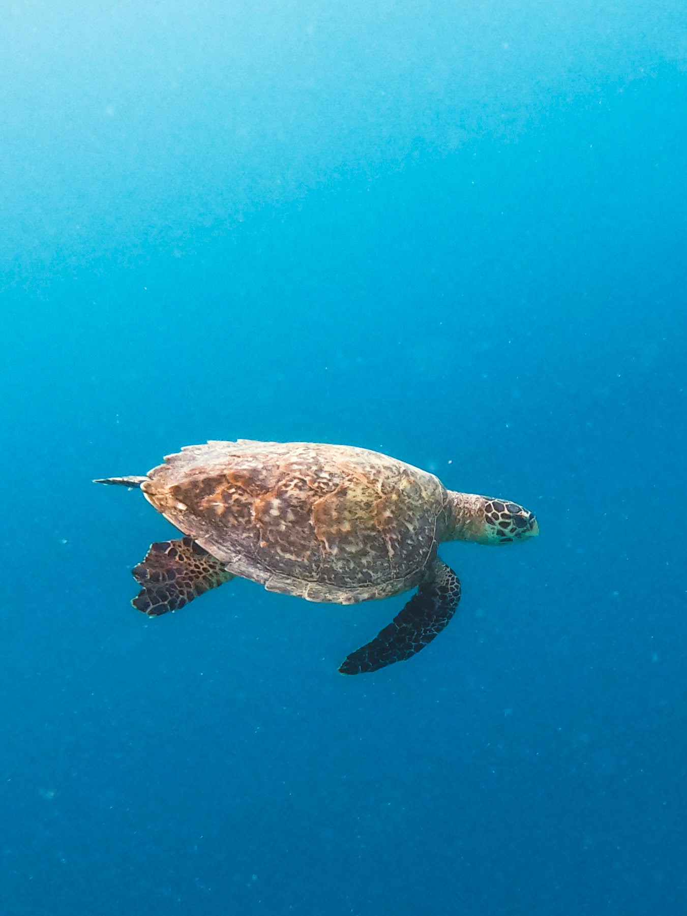 Scuba Diving in the Maldives on a Budget - Reef Oceanic Adventures ...