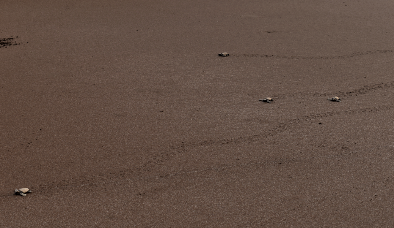 Velas Turtle Festival 2021 - All You Need to Know – wayward wayfarer
