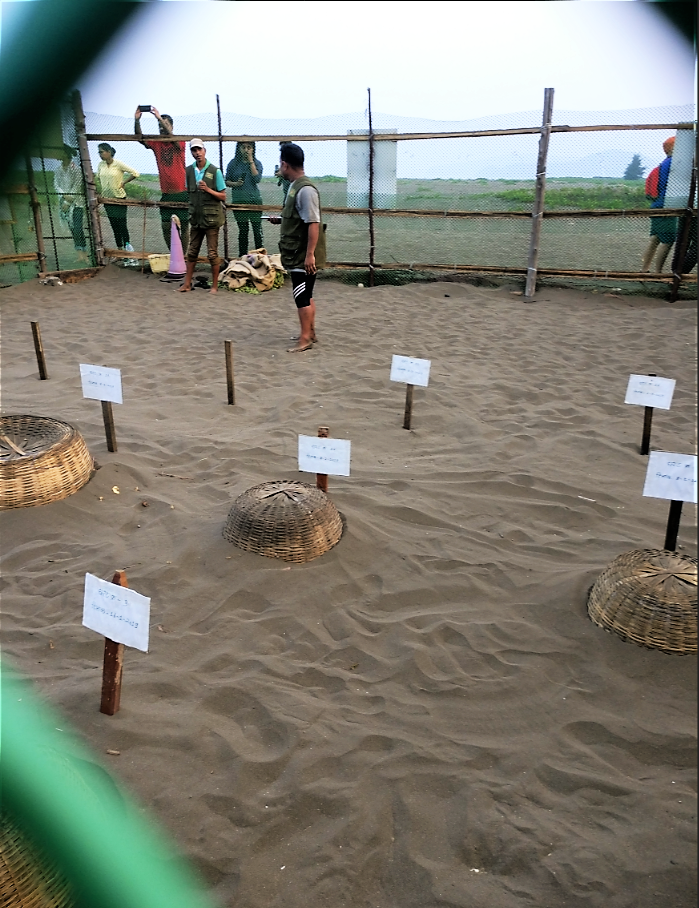 Velas Turtle Festival 2021 - All You Need to Know – wayward wayfarer