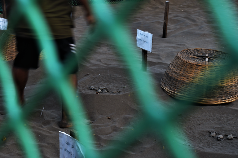 Velas Turtle Festival 2021 - All You Need to Know – wayward wayfarer