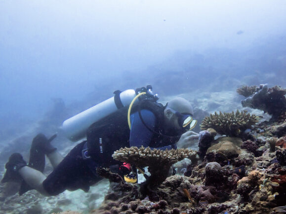 Scuba Diving in the Maldives on a Budget - Reef Oceanic Adventures ...